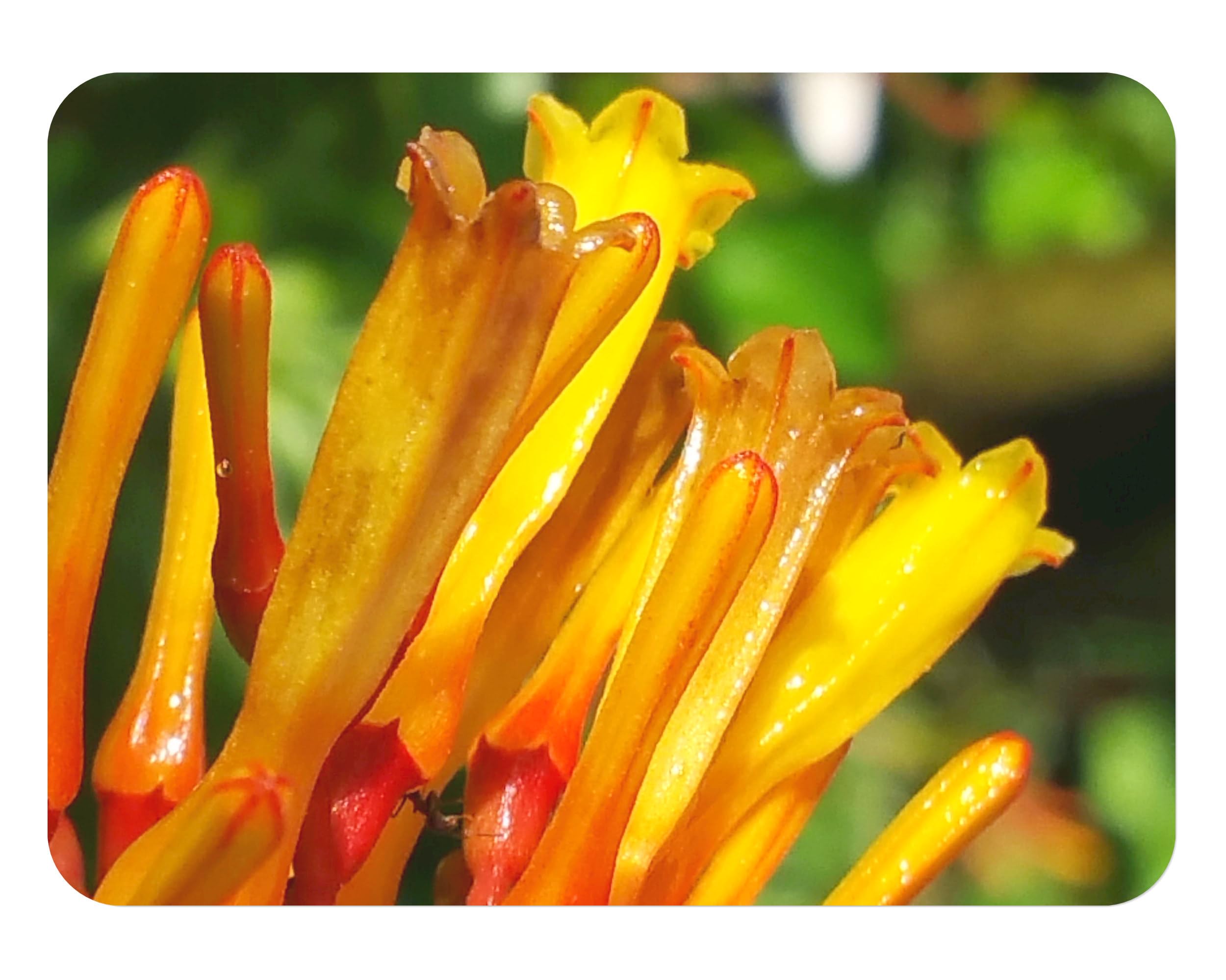 Amazon.com : African Firebush Shrub Live Plant Orange Yellow Flower ...
