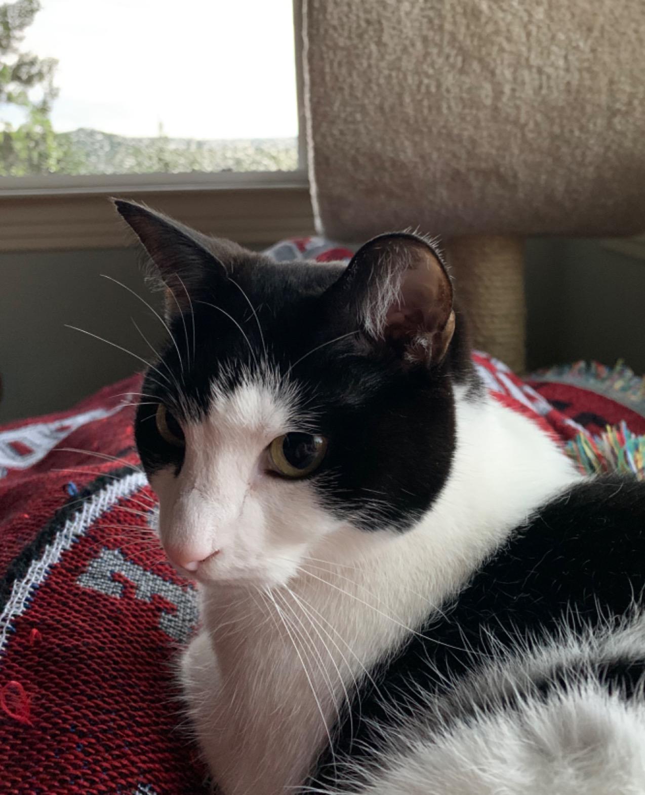 Amazon.com: Evolution: 9780345457837: Baxter, Stephen: Books