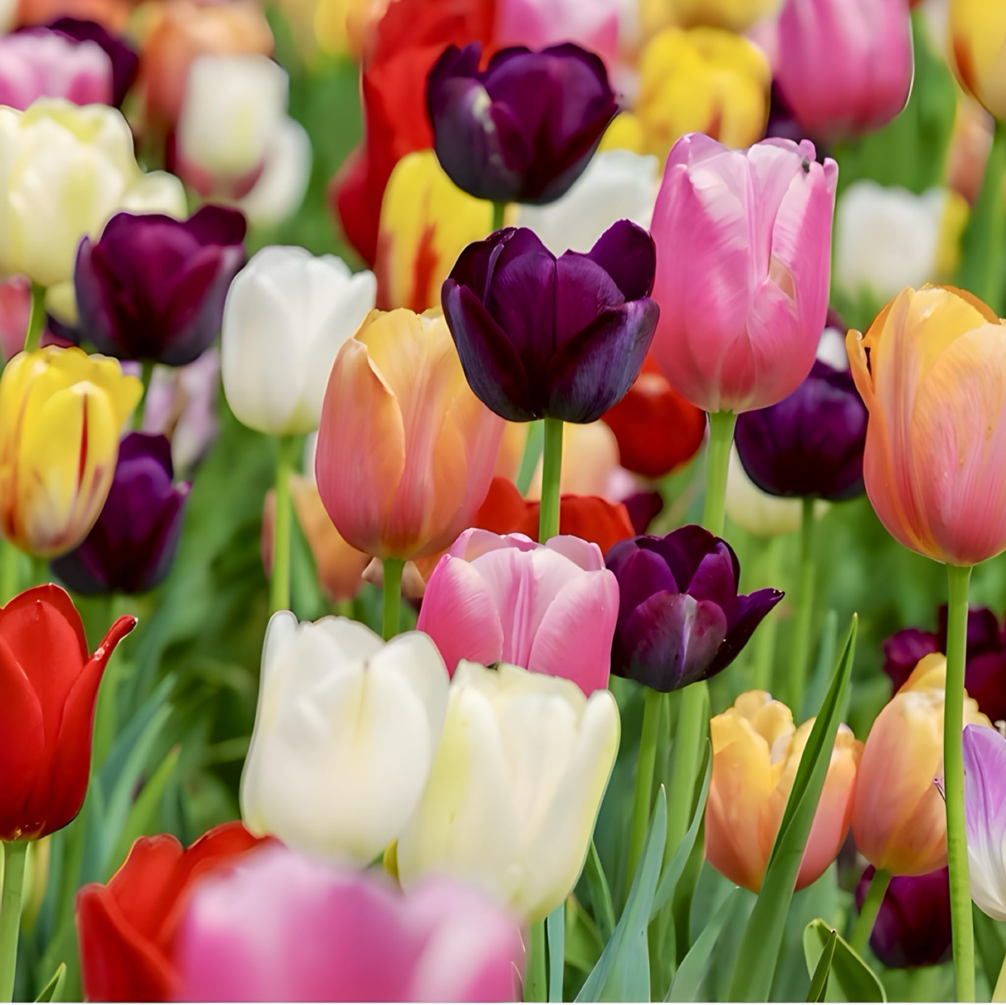 TULIP TALL MIXED TRIUMPH LONG STEM BED BORDER SPRING FLOWERS BULBS ...