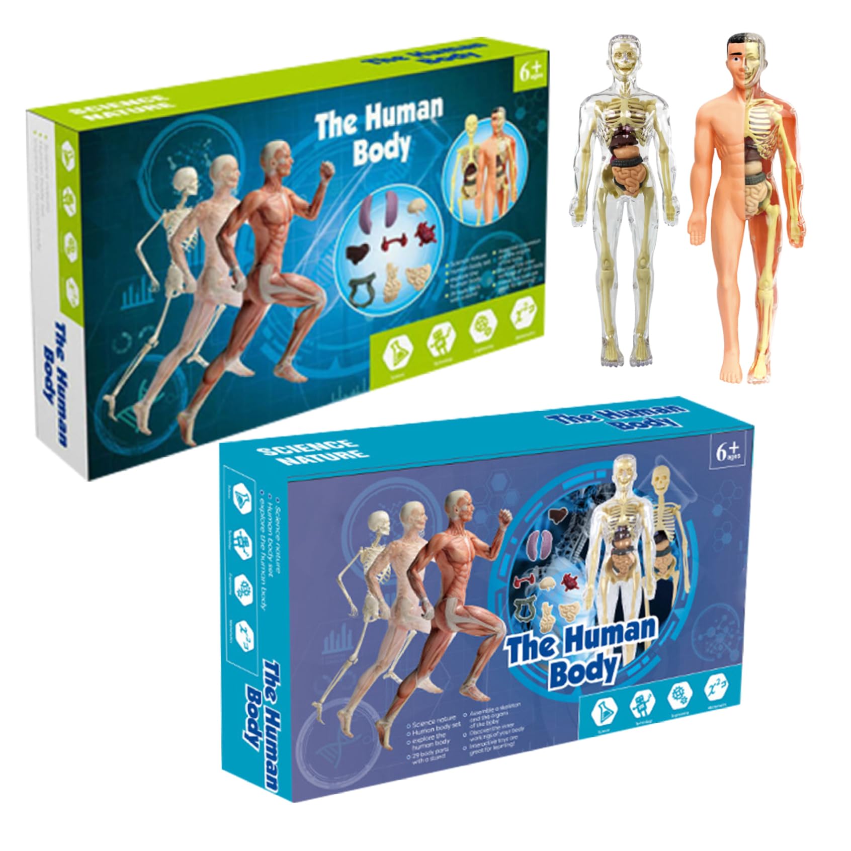 Anatomy Model Kits
