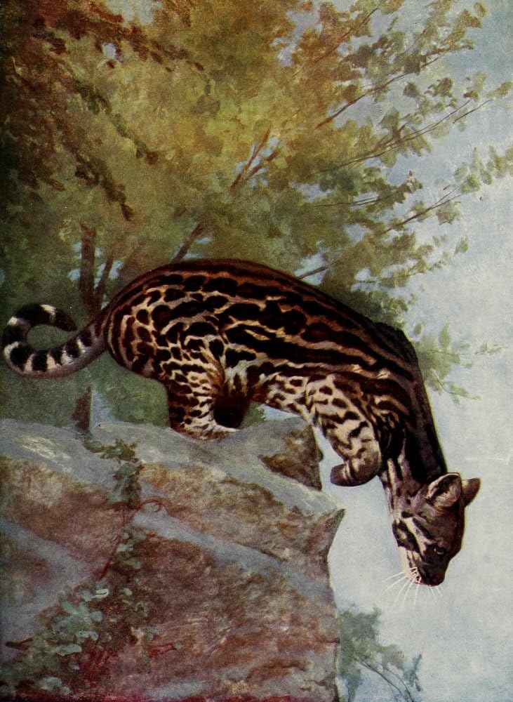 Amazon.com: Mammals of America 1917 Ocelot Poster Print by Ottomar ...
