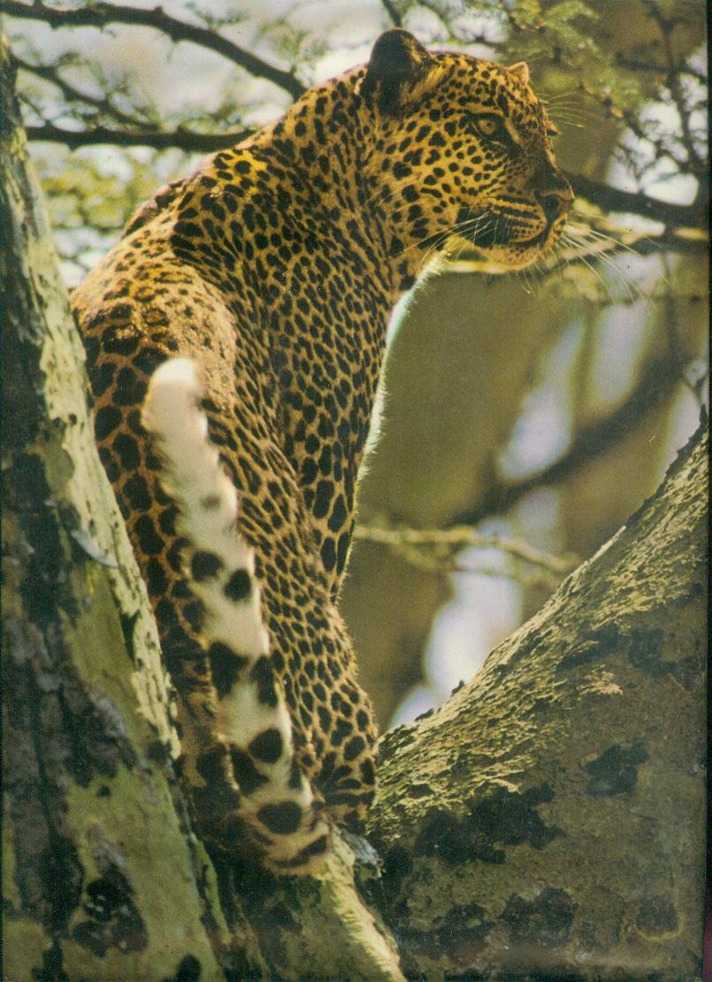 Zoo Ostafrika : Heini Hediger/Ernst Meier: Amazon.de: Bücher