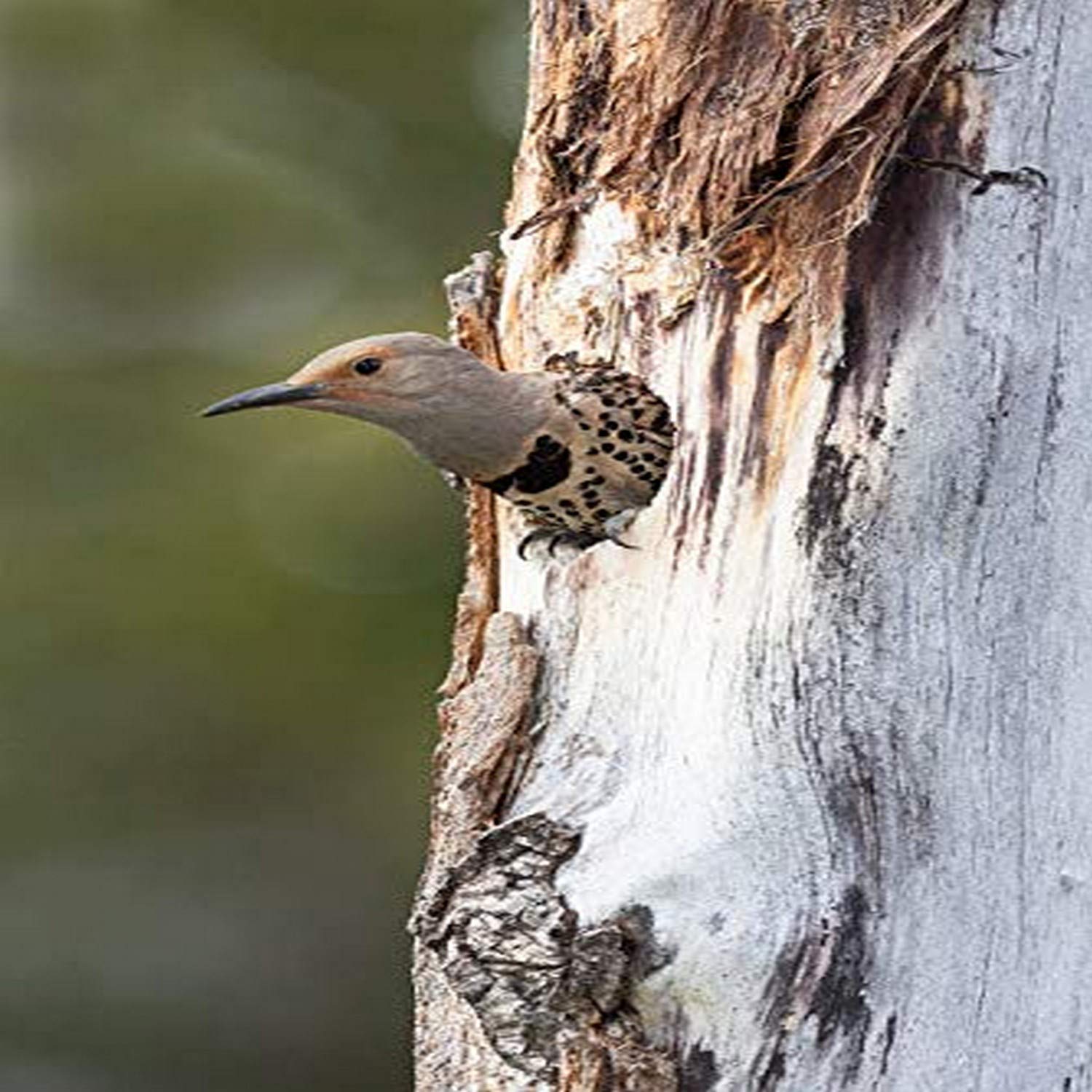 Northern Flicker Female