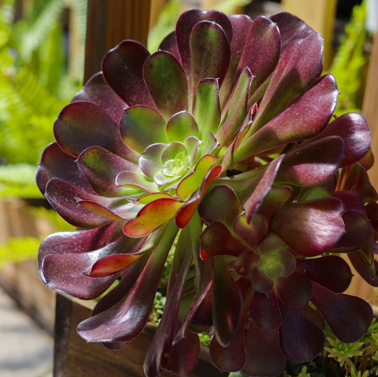 Aeonium Cyclops Flower