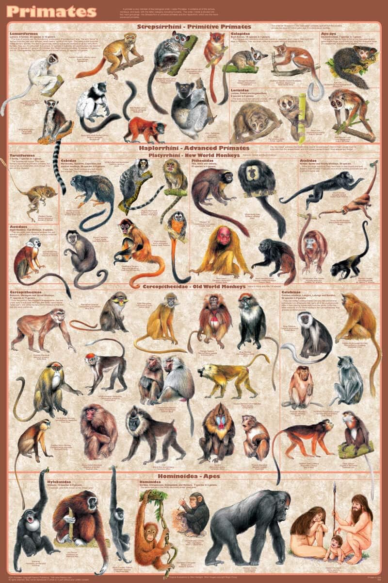 Amazon.com: Laminated Primates Poster 24x36, Monkey, Ape, Lemur: Prints ...