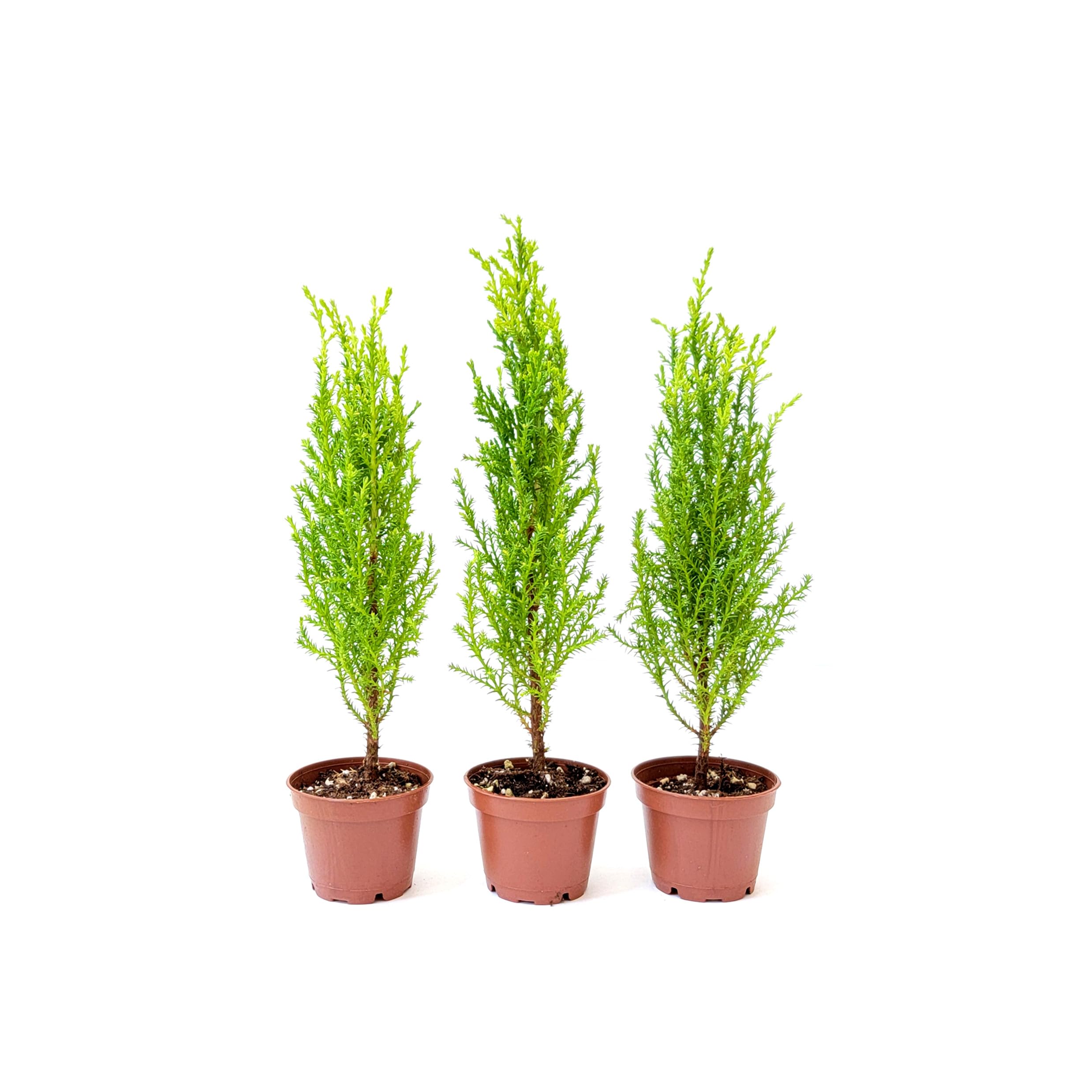 Amazon.com : 3-PK Live Dwarf Lemon Cypress, Cupressus macrocarpa ...