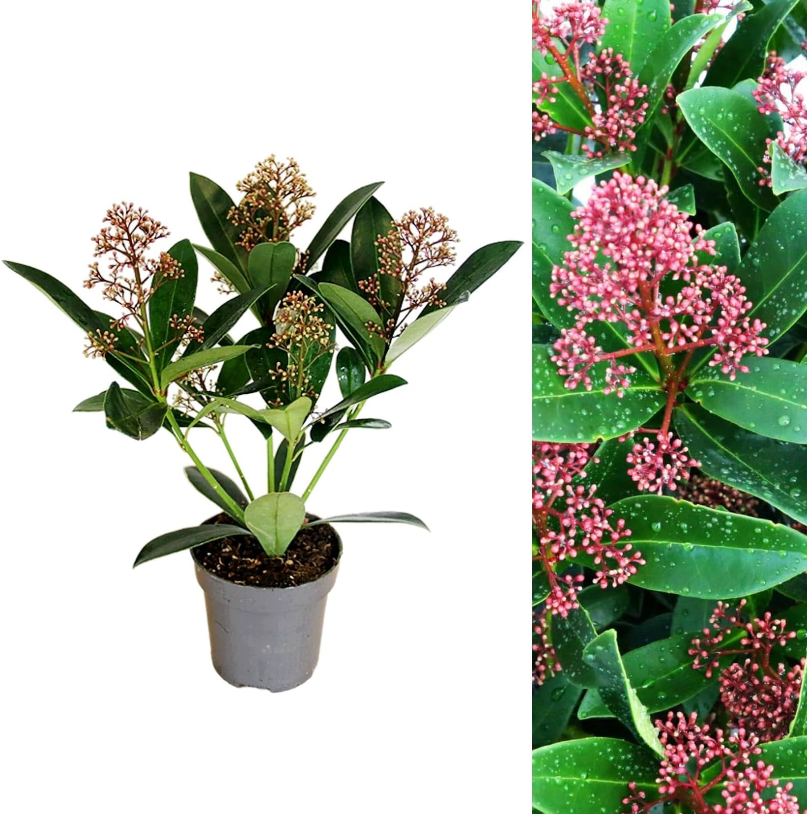 Skimmia japonica 'Rubella' 9cm Pot Size : Amazon.co.uk: Garden