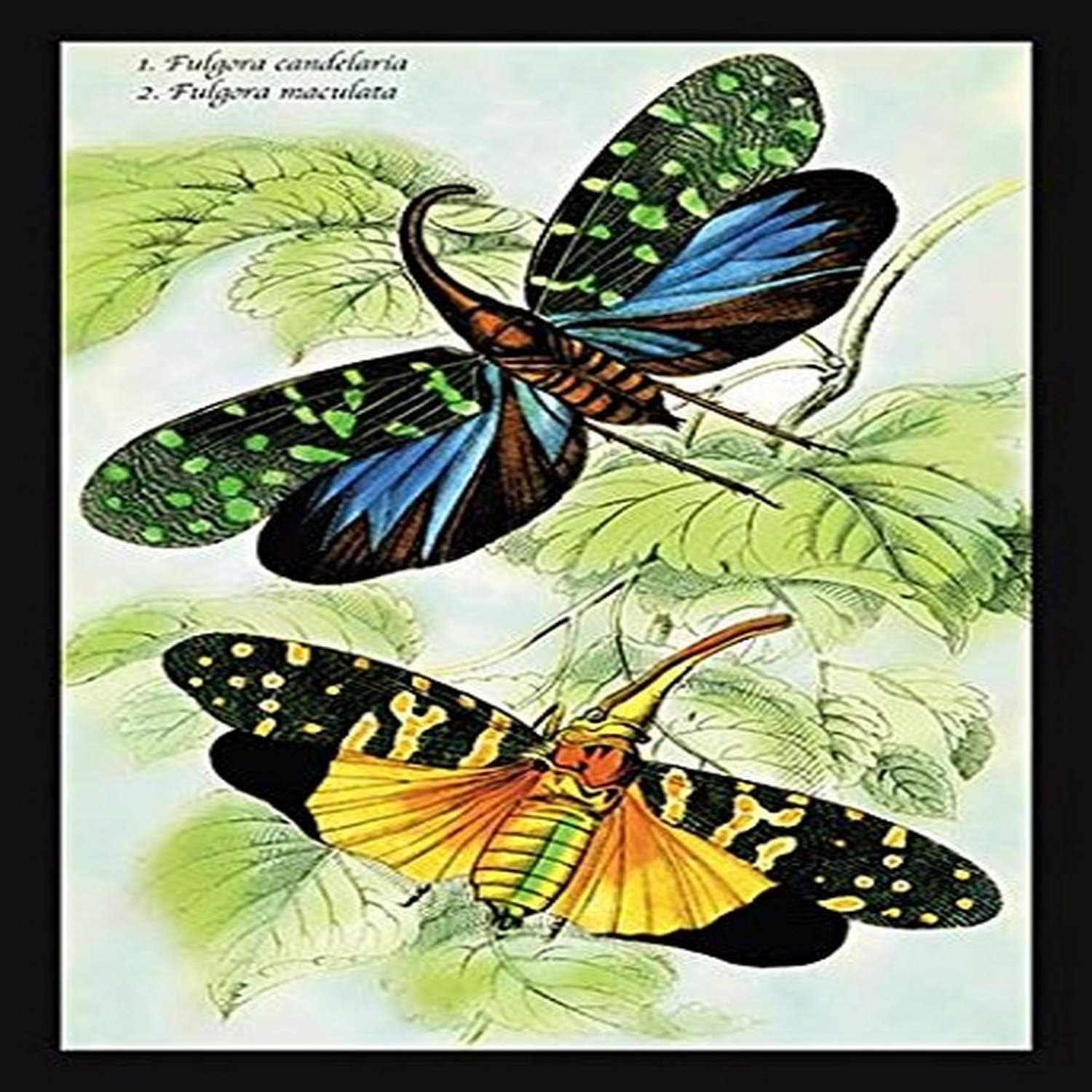 Amazon.com: Buyenlarge 0-587-15074-2-C2030 Insects: Fulgora Candelaria ...