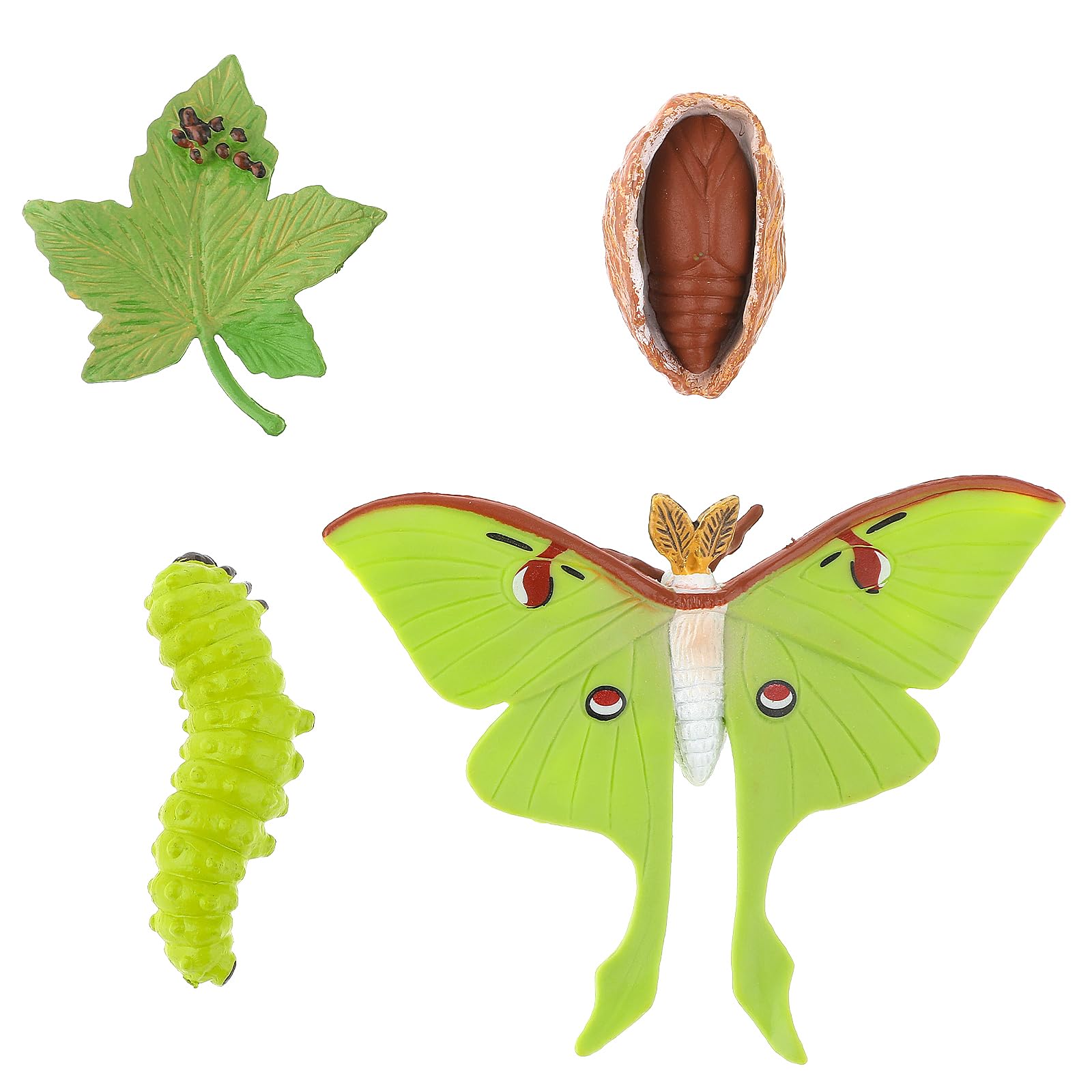 Cobeeinsect Figurines Life Cycle Of Luna Moth Growth Model 4 ...