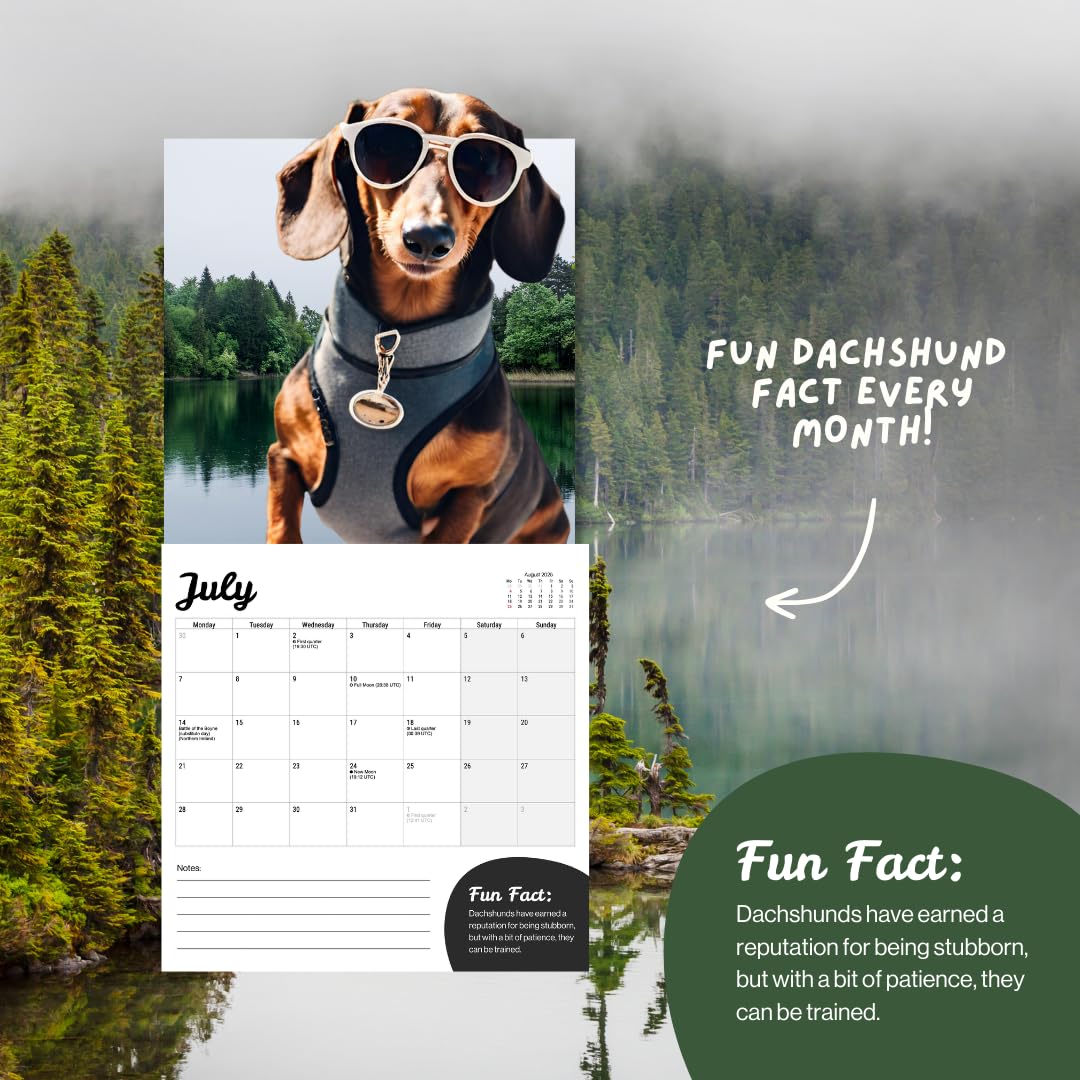 Fun Dacshunds 2025 Dachshund Calendar 2025 – Large 12 Month 2025 ...