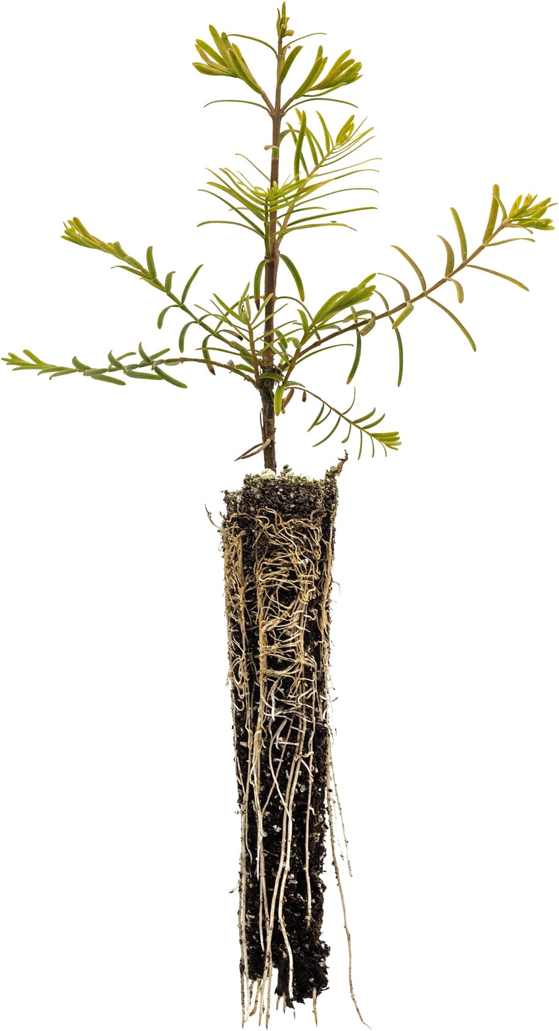 Amazon.com : 5 Live Giant Sequoia Tree Sapling (Approx. 1'-1.5' Tall ...