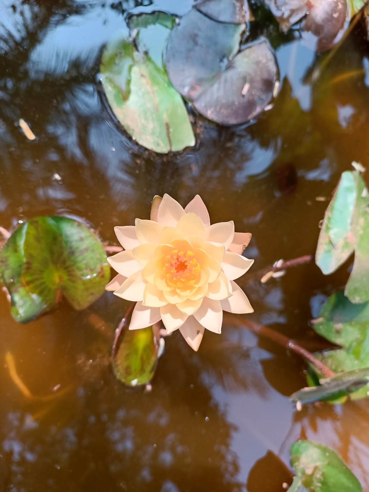 Lily Pond Store - Almost Black, Jakkaphong & Siam Amber Live Hardy ...