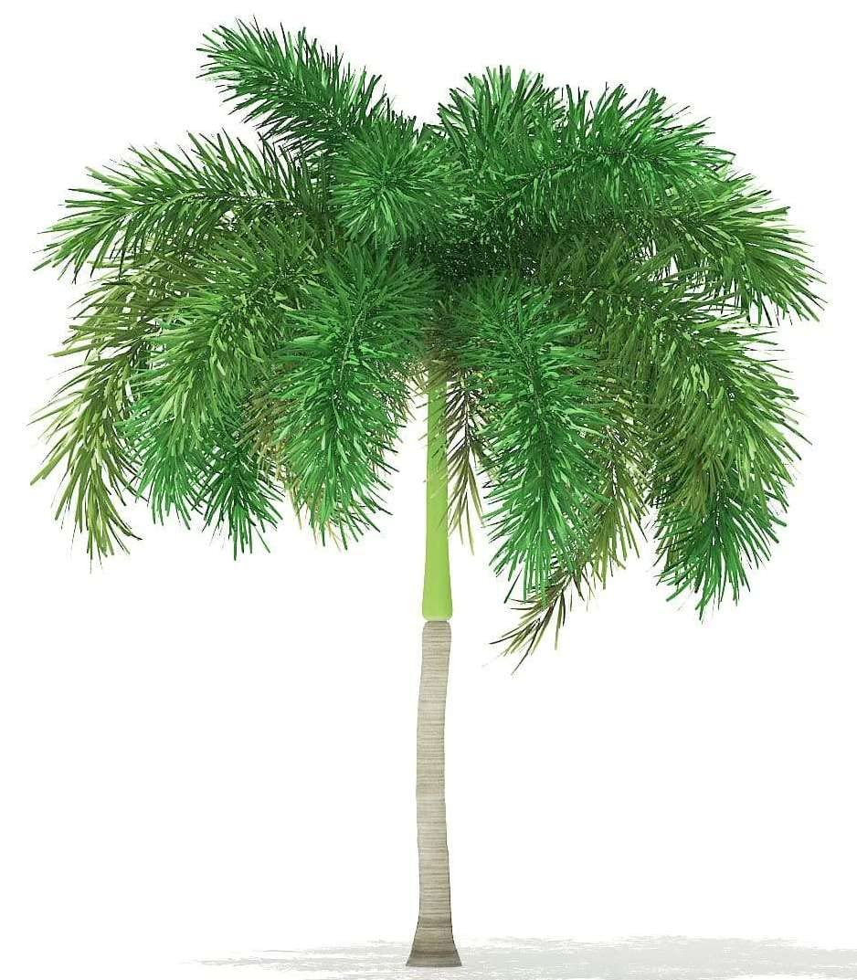 Green World Foxtail Palm/Wodyetia bifurcata palm seeds ornamental tree ...