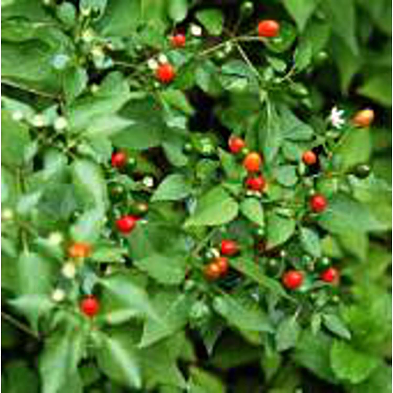 Amazon.com : Generic Texas Chiltepin Hot Peppers Seeds (45 Seeds ...