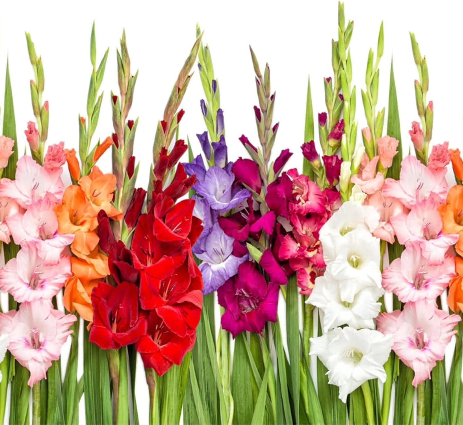 Winterhart pflanzen, Blumenzwiebel Mix, Garden,2025 Winterhart zwiebeln ...