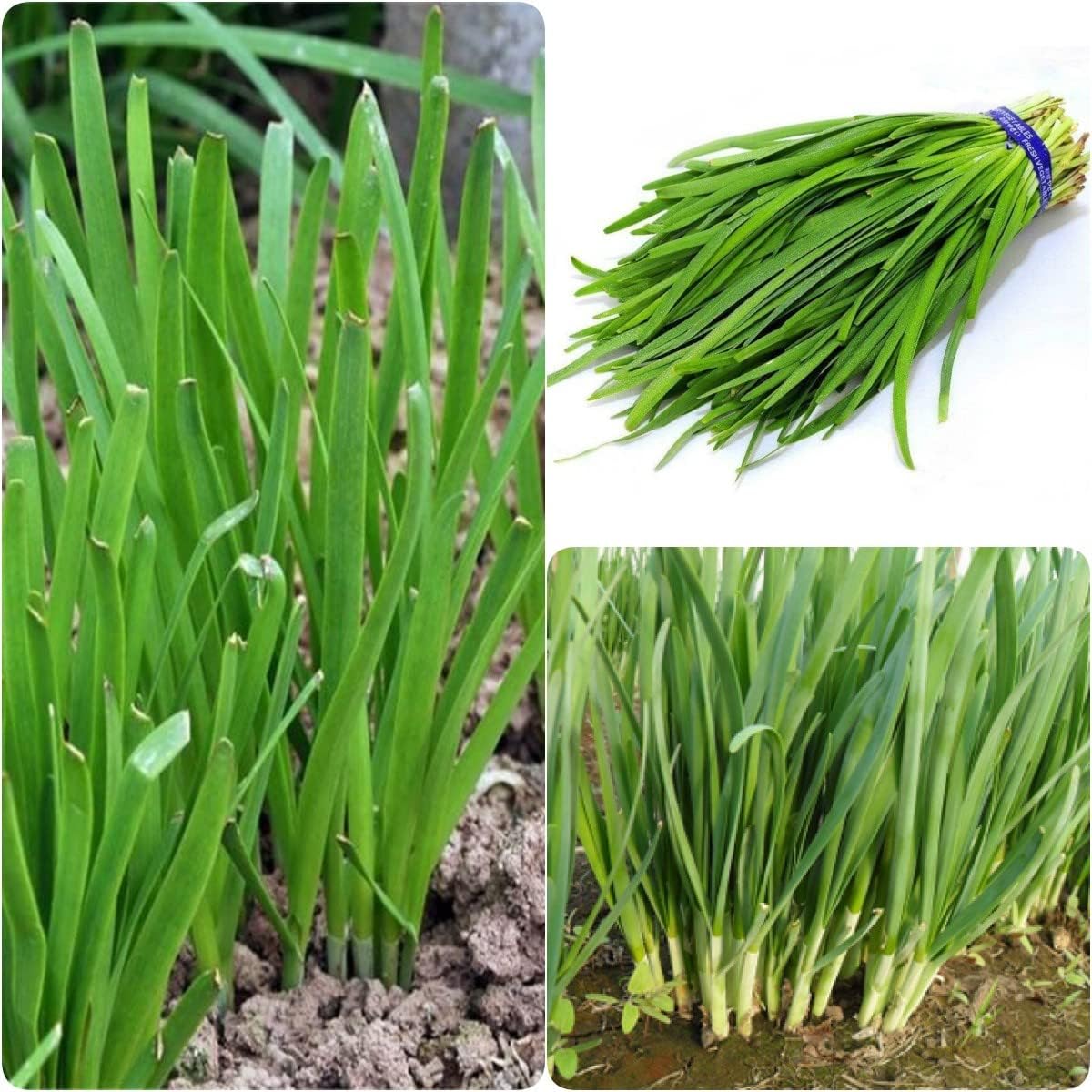 Amazon.com : 500 Seeds-Chinese Leek Seeds to Plant,a Good Vegetable for ...