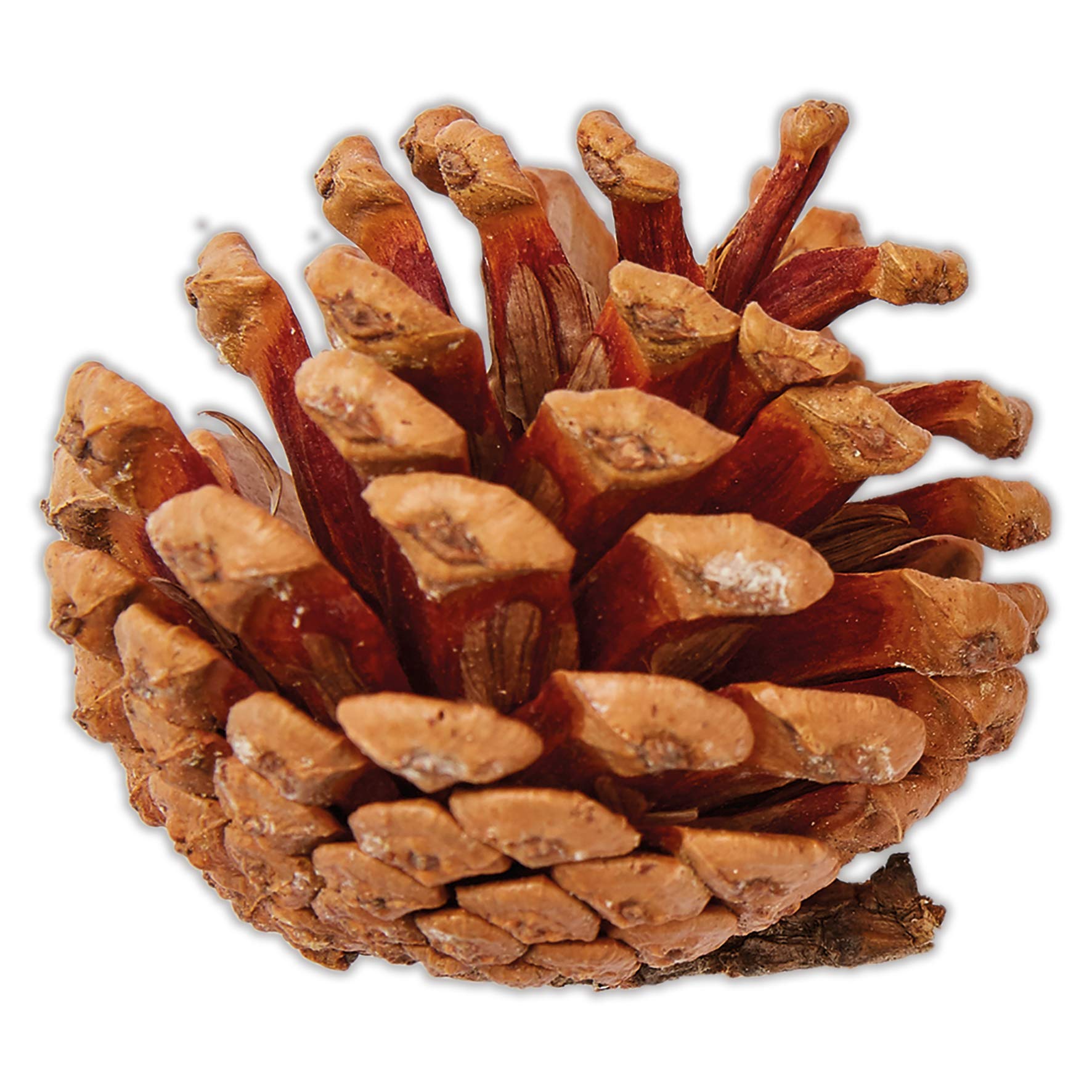 Pine Cone Egypt The Word "Pineal" Is Derived From The Latin Word