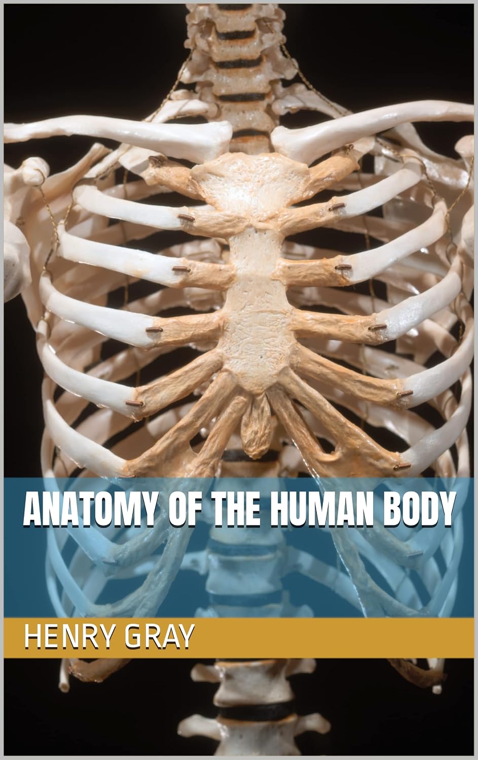Anatomy of the Human Body by Henry Gray and Warren Harmon Lewis 1918 ...