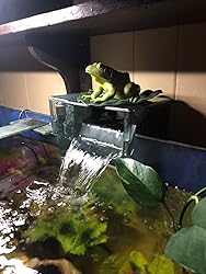 Amazon.com: Safari Ltd. American Bullfrog Figurine - Realistic 4.75 ...