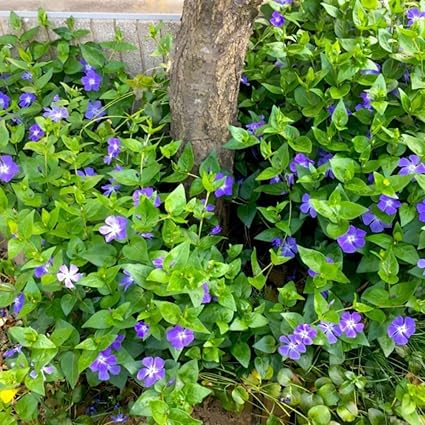 Amazon.com : Set 24 of Periwinkle Plants Live, Vinca Plants Live, Vinca ...