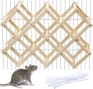 Identifying The Appearance Of A Rat: Characteristic Features To Look ...