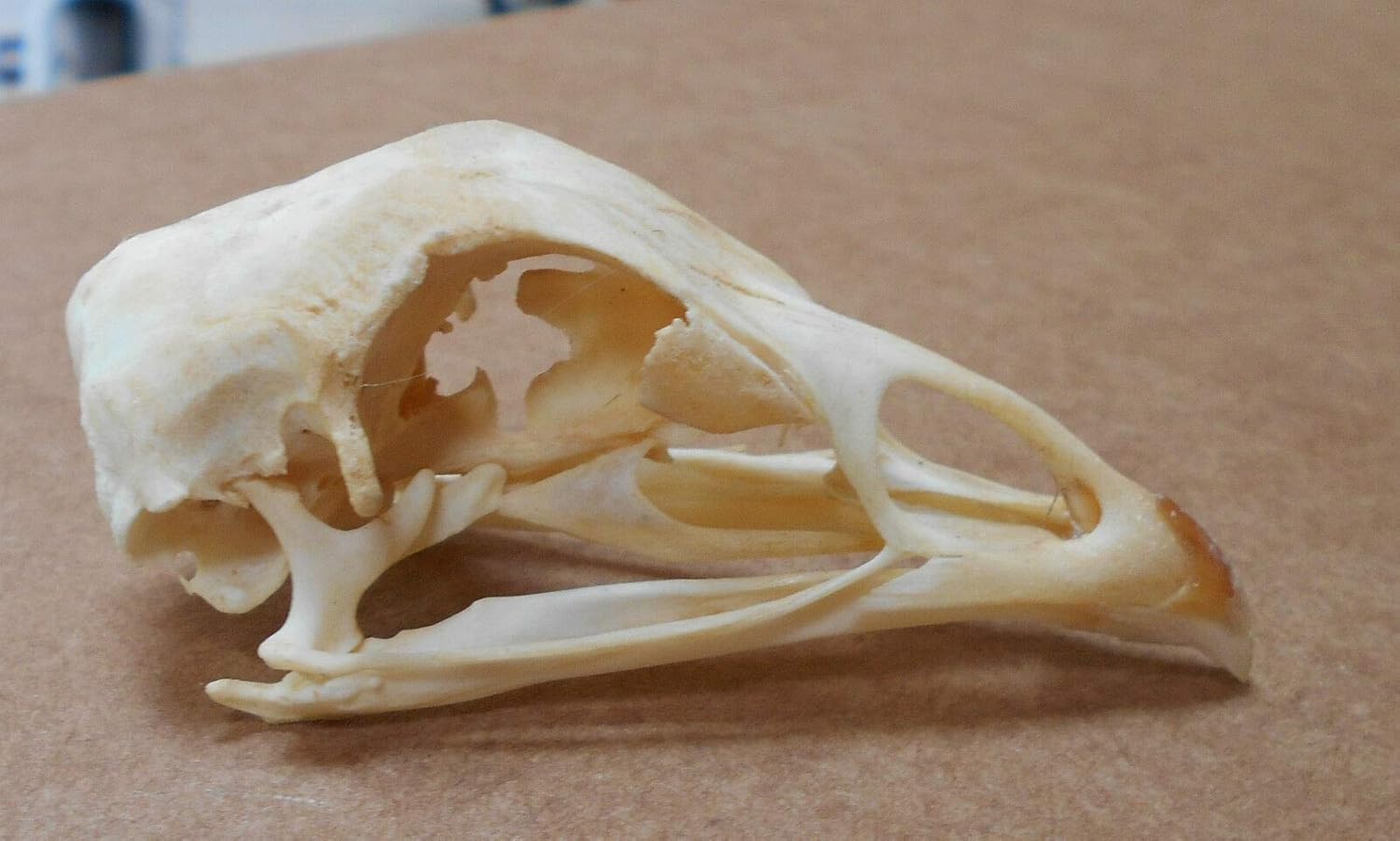 Amazon.com: Cráneo de cabeza de pollo. : Industrial y Científico