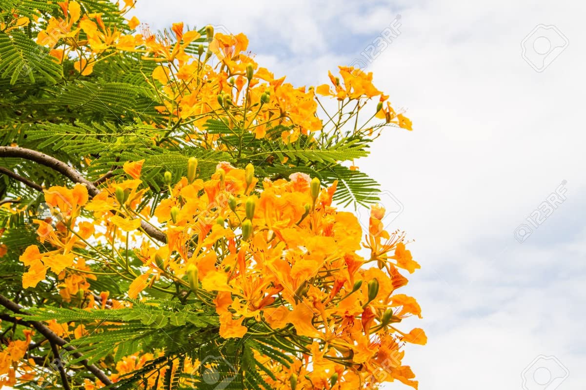 Yellow Gulmohar (Delonix Regia) Flower Seed For Kitchen Gardening - 45 ...