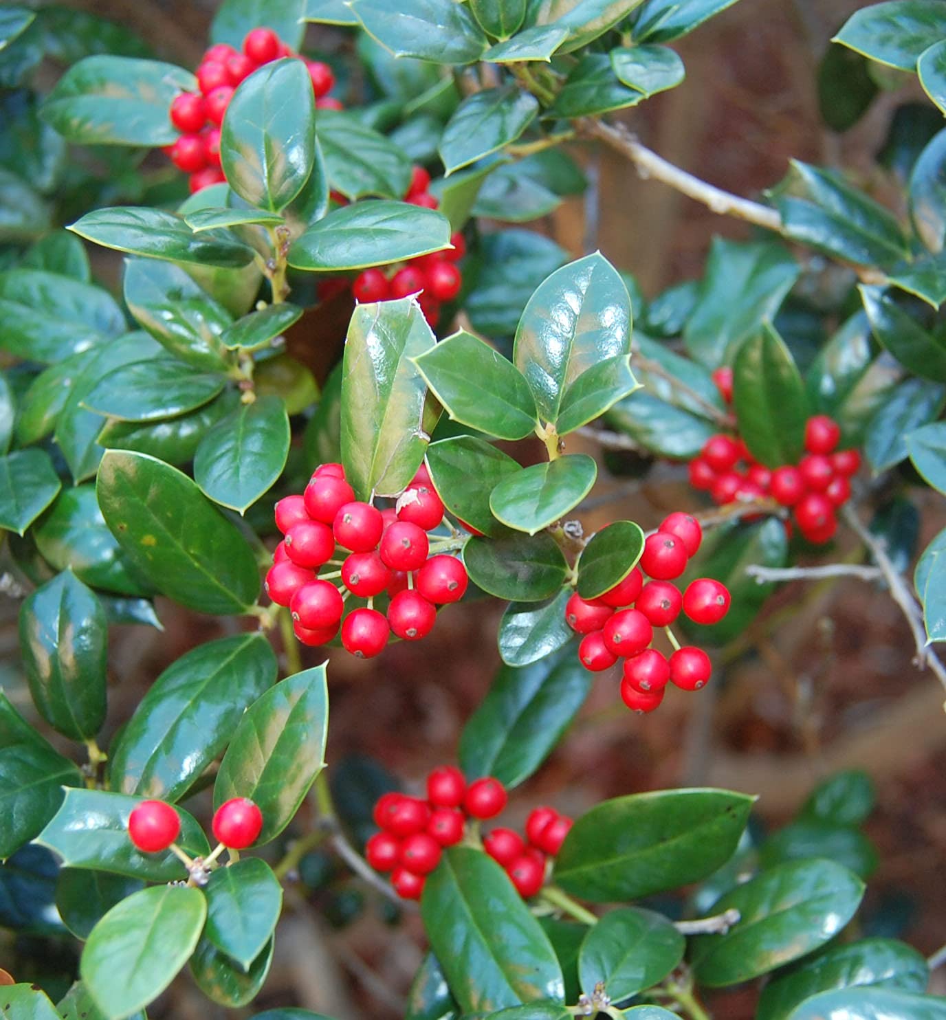 Dwarf Chinese Holly