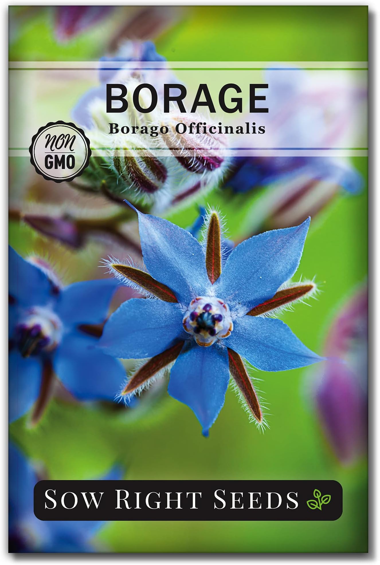 Amazon.com : Seed Needs Blue Borage Seeds for Planting Herb Seed ...