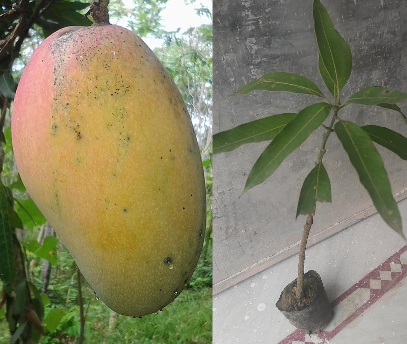Amrapali mango plant grafted,plant for grafted amrapali mango (Pack of ...