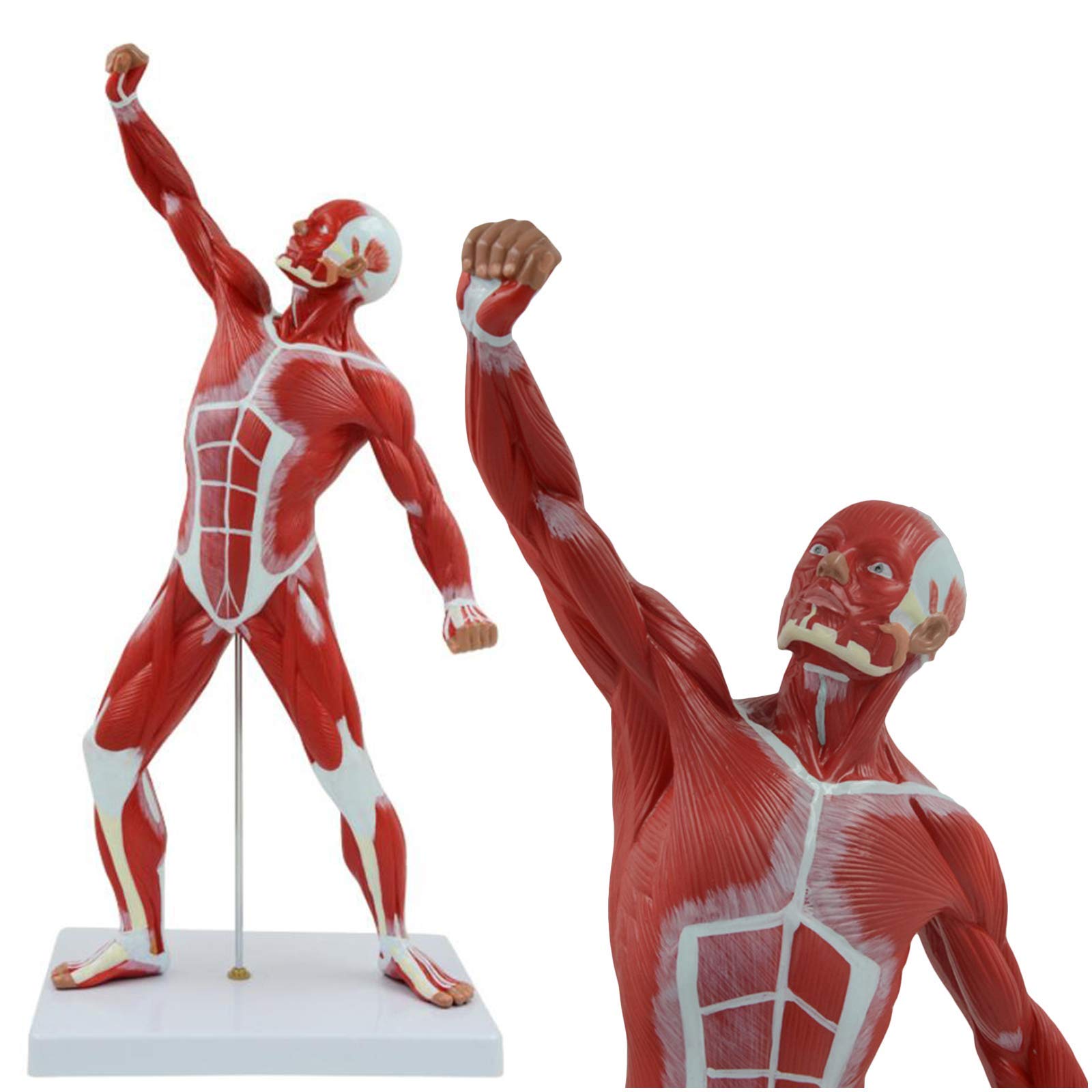 Buy Miniature Muscular System Model - Human Muscle Model - 20" Human ...