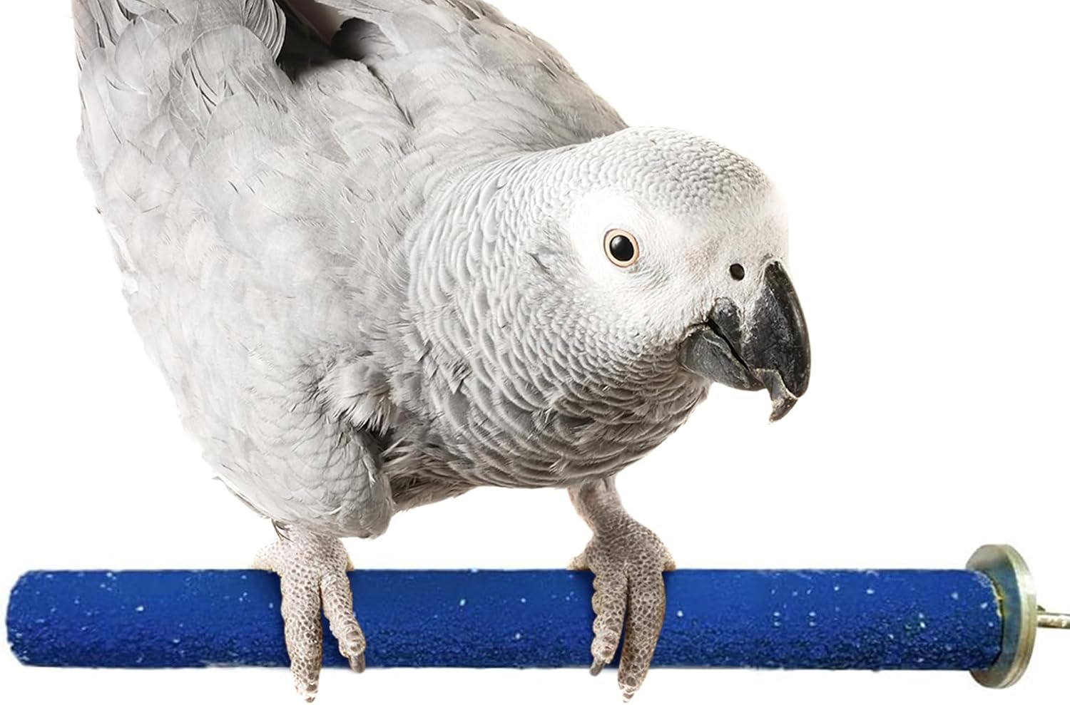 Amazon.com : SunGrow Wooden Bird Perch, 11.8 inches, Quartz Sand ...