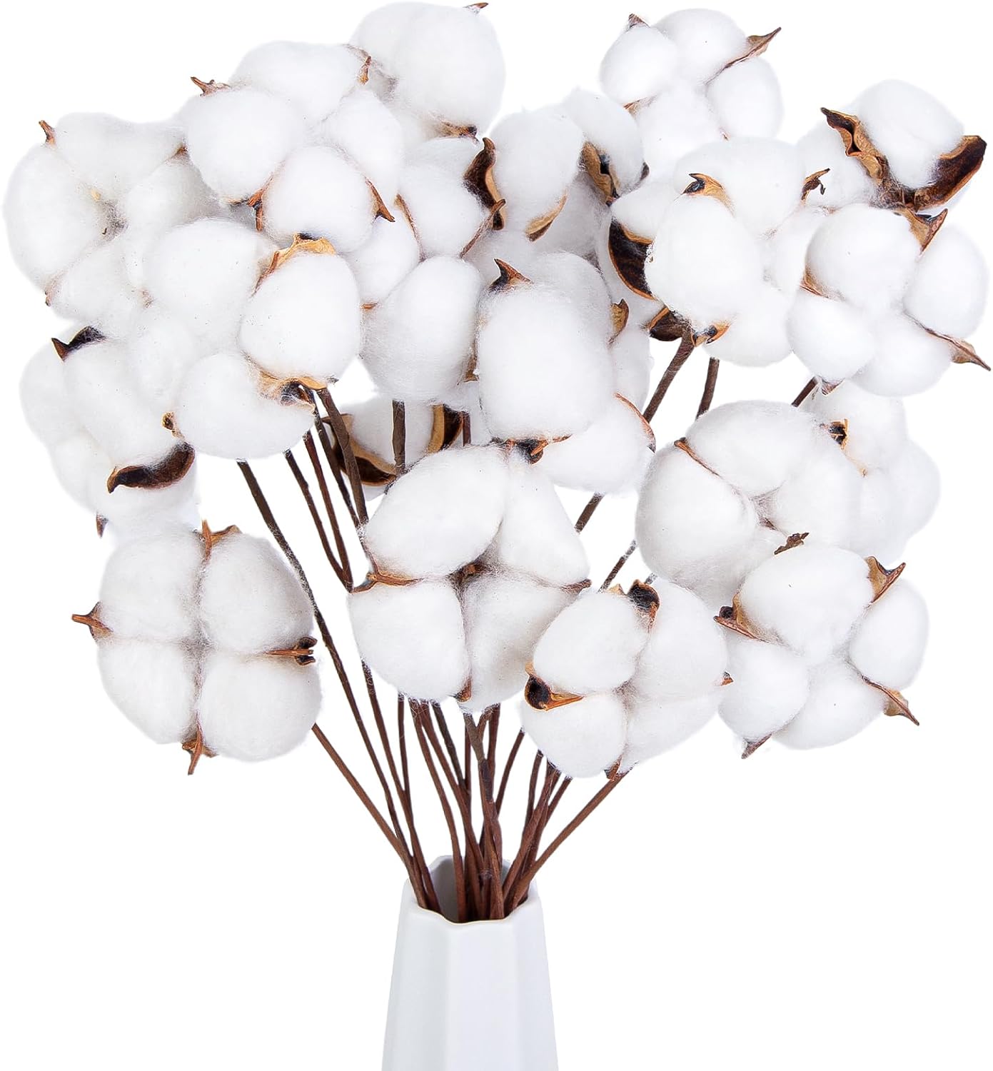 Amazon.com: DomeStar 13 Bundles of Cotton Stems, 16.5" Natural Dried ...