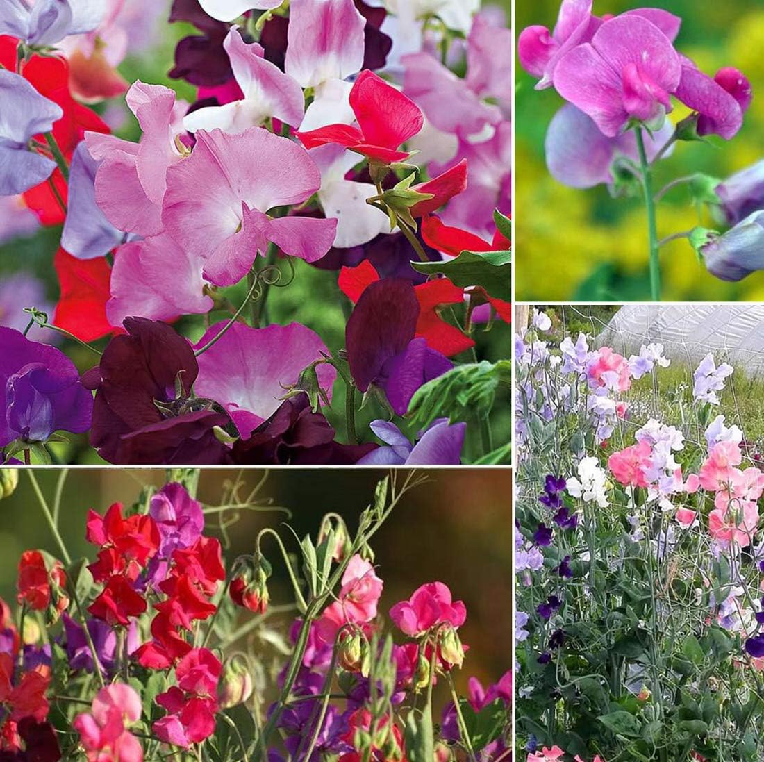 Amazon.com : Fragrant Sweet Peas 100 Seeds Royal Family (Lathyrus ...
