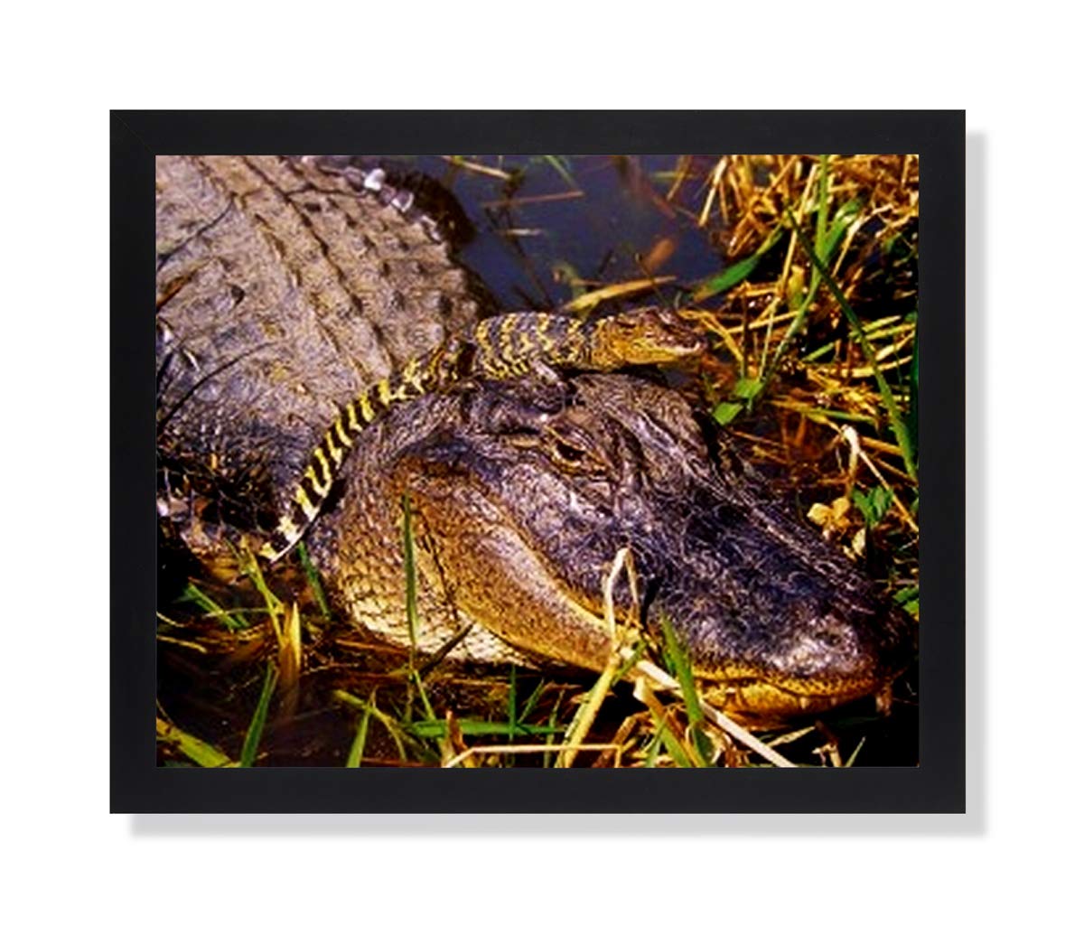 Baby Black Caiman