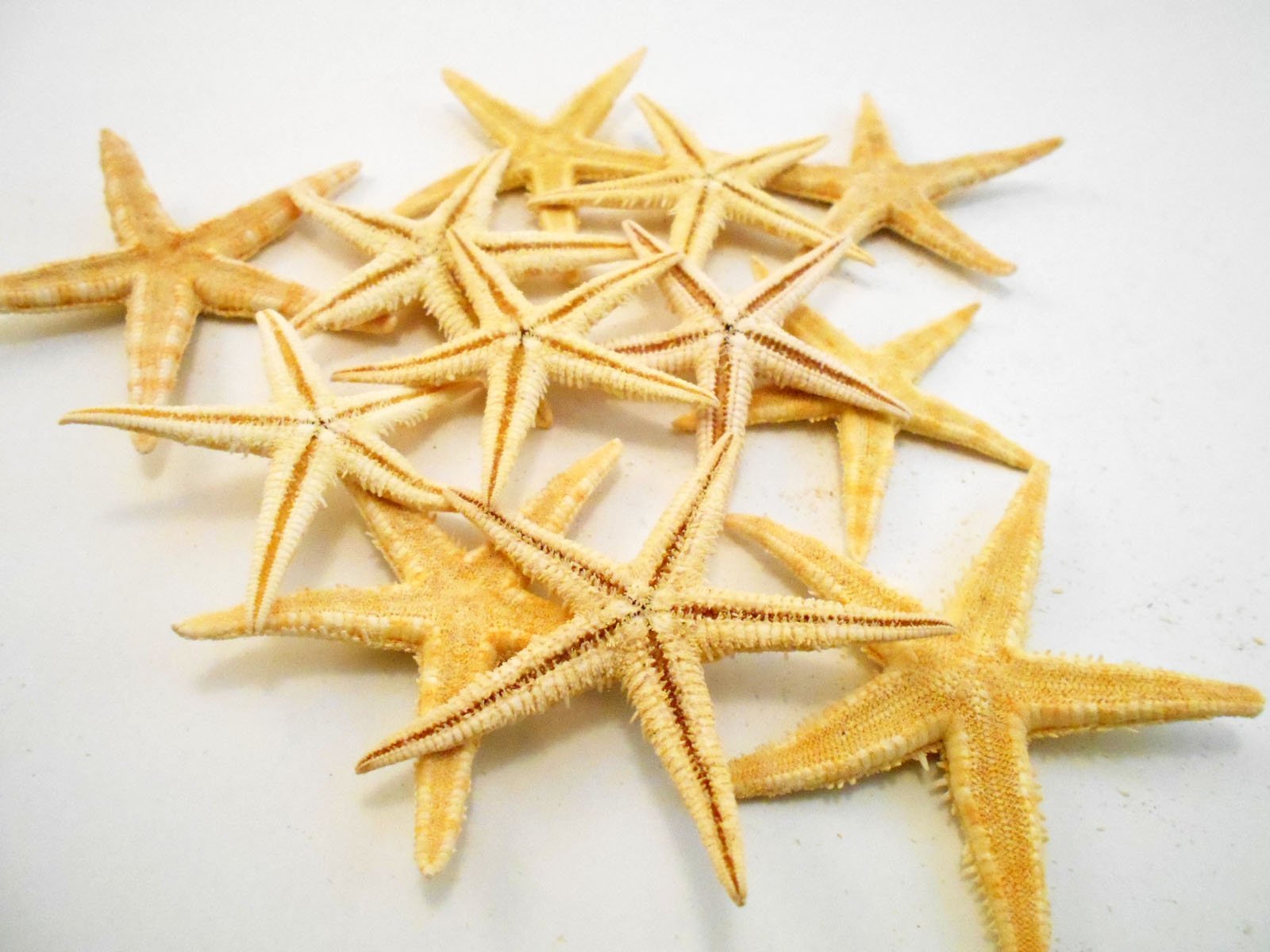 Lots Of Starfish On The Beach