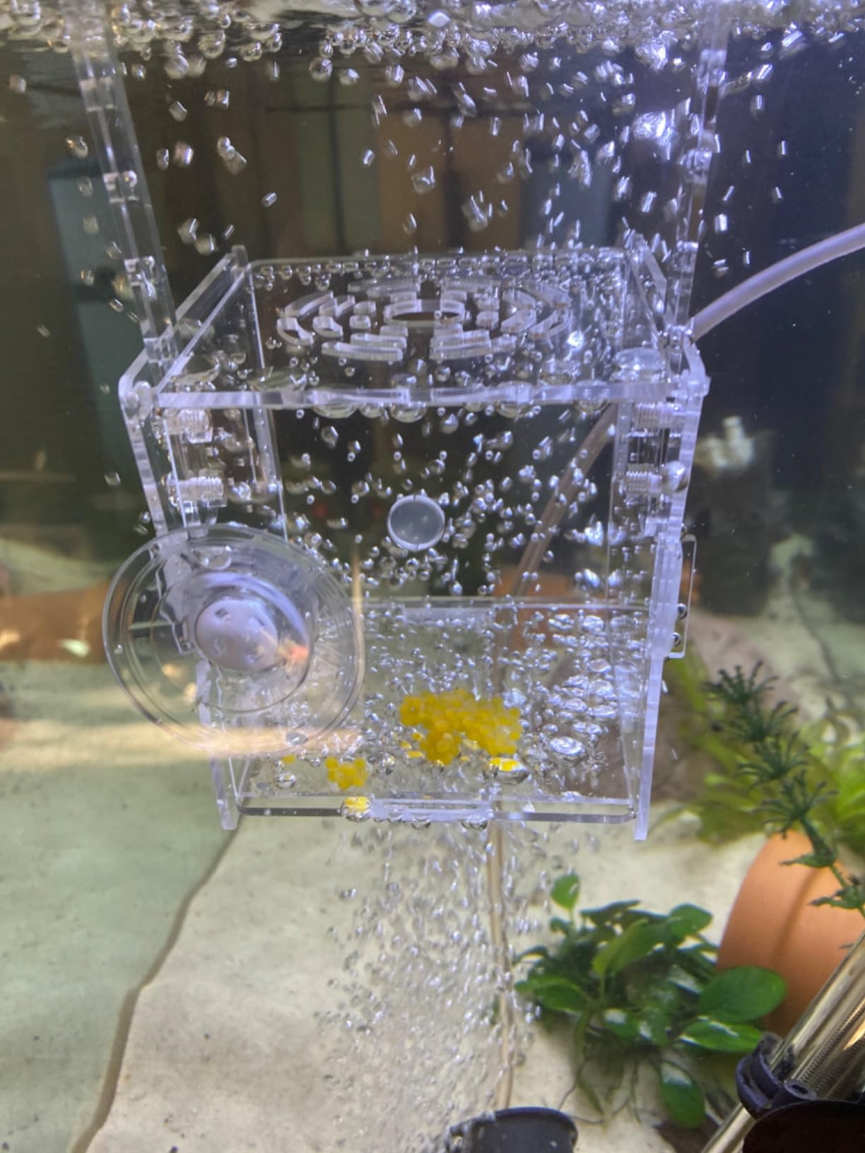 Acrylic Fish Isolation Box with Suction Cups Hanging Hooks, 1Pc ...