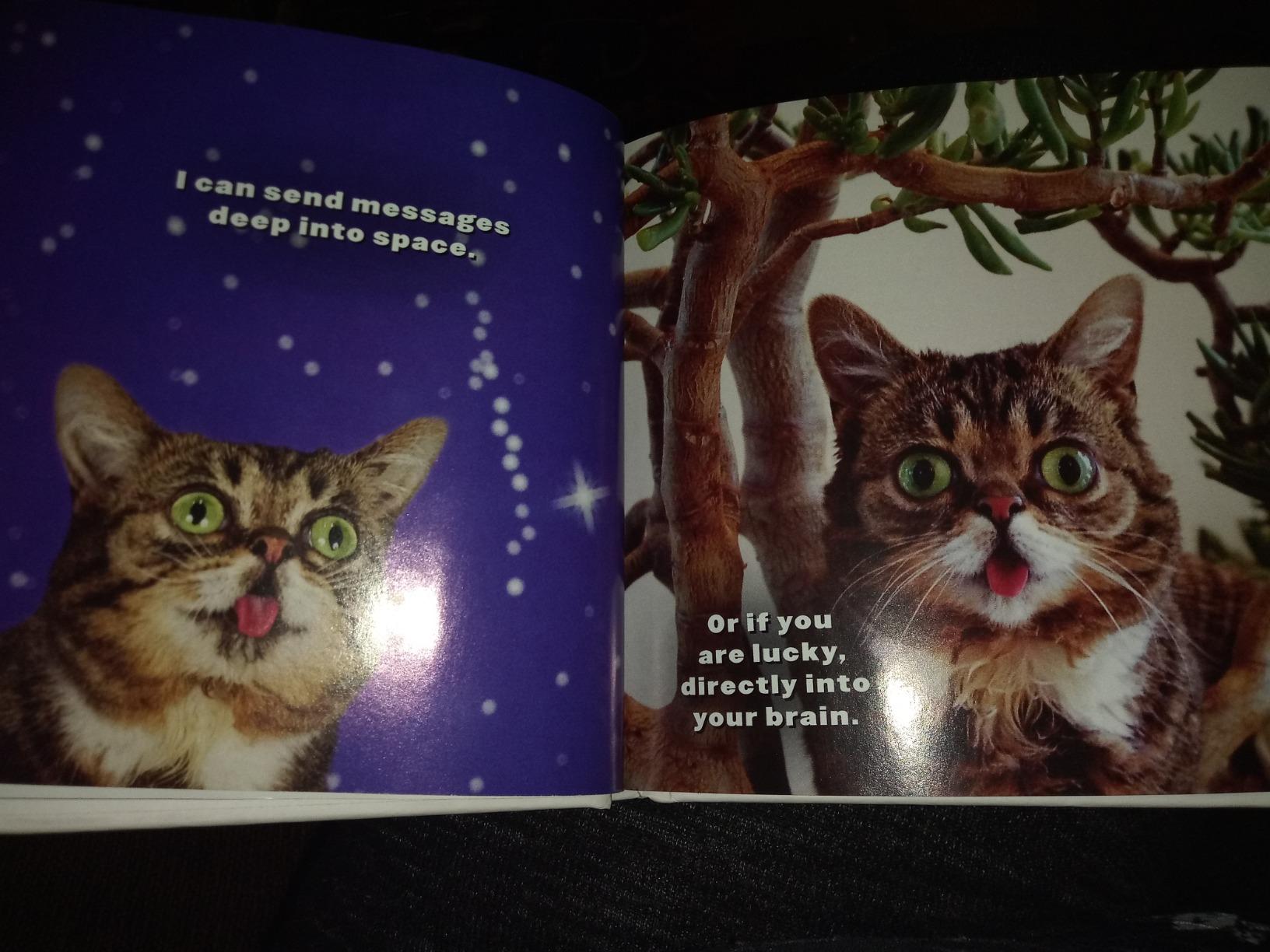 Amazon.com: Lil BUB's Lil Book: The Extraordinary Life of the Most ...
