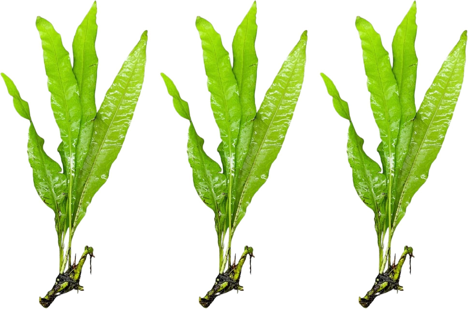 Amazon.com: Big Kahuna Aquatics - 3X Java Fern Microsorum Pteropus Easy ...