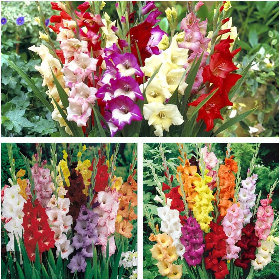 Gladioli Bulbs Mixed Colours - Pack x 100 Bulbs : Amazon.co.uk: Garden