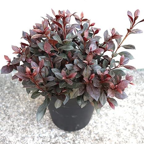 Amazon.co.jp: Red Leaf Azalea Copper Ever, No. 5 (Sold as 1 Piece ...