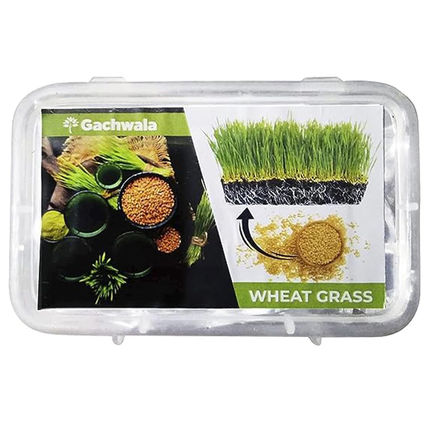 Gachwala Wheat Grass Seeds (Premium 110 Gm), Hybrid Wheatgrass Seed For ...