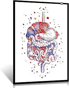 Amazon.com: Digestive System Anatomy Art Human Organs Gastrointestinal ...