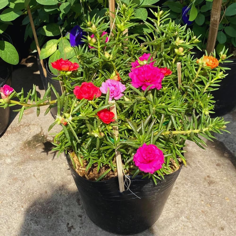 Set 3 Portulaca Plants Mix Moss Rose Plants Live In | Desertcart INDIA