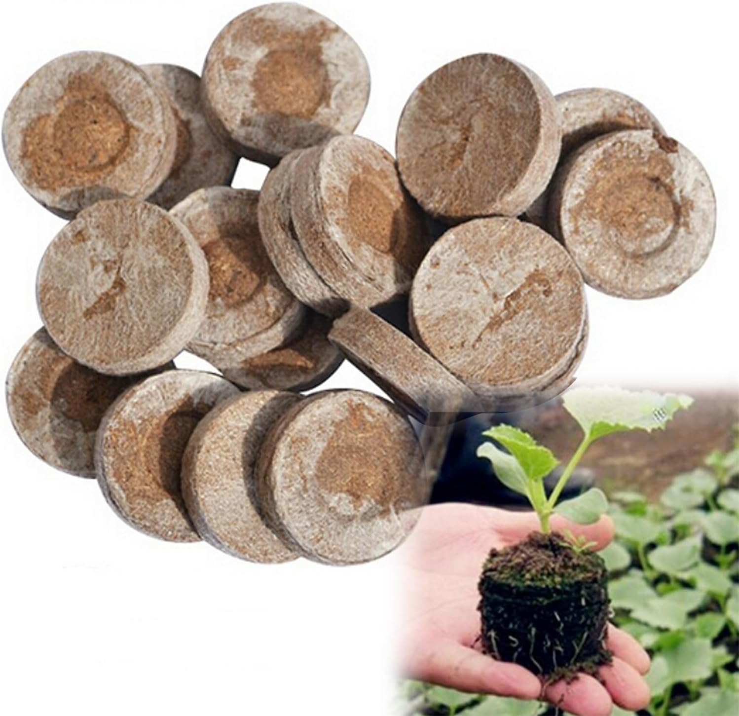 Amazon.com : ILSSLI Compressed Seed Starter Pellets 40PCS Coco Coir ...