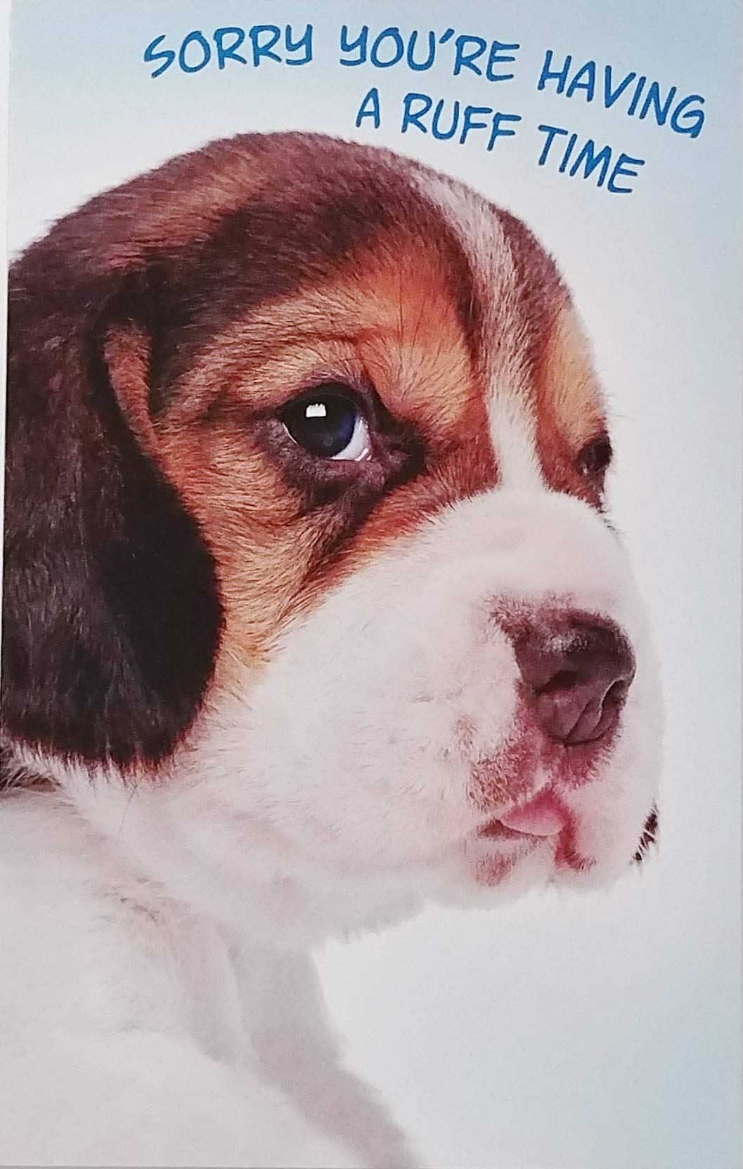 Puppy Cheer Up Pictures