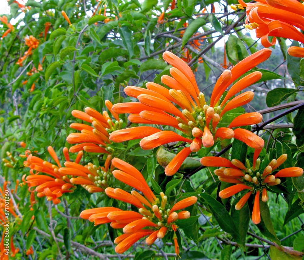 Vine With Orange Flowers Trumpet Vine (Pyrotegia Venusta) Plant