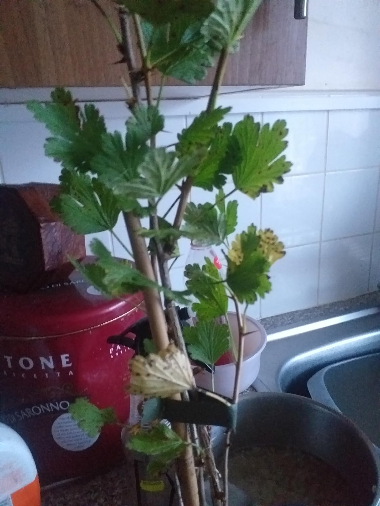 You Garden - 1 x Gooseberry Plant 'Invicta' in a 2L Pot - Supplied as ...