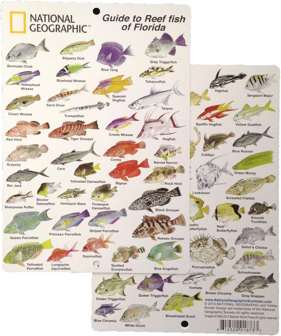 Amazon.com: National Geographic - Guide to Reef fish of Florida - Fish ...
