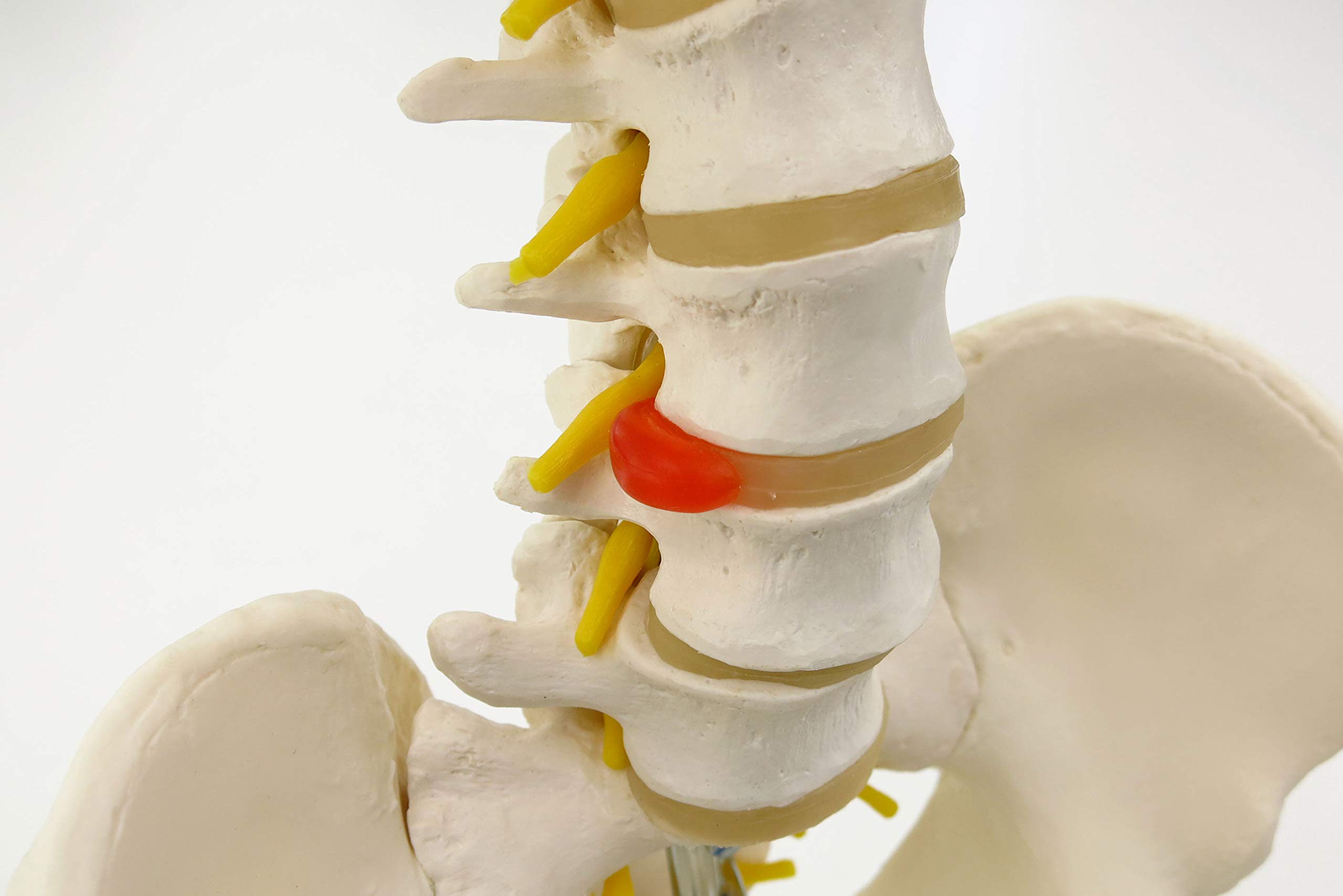 Buy 3B Scientific Human Anatomy Skeleton Model Fred - Flexible, On ...